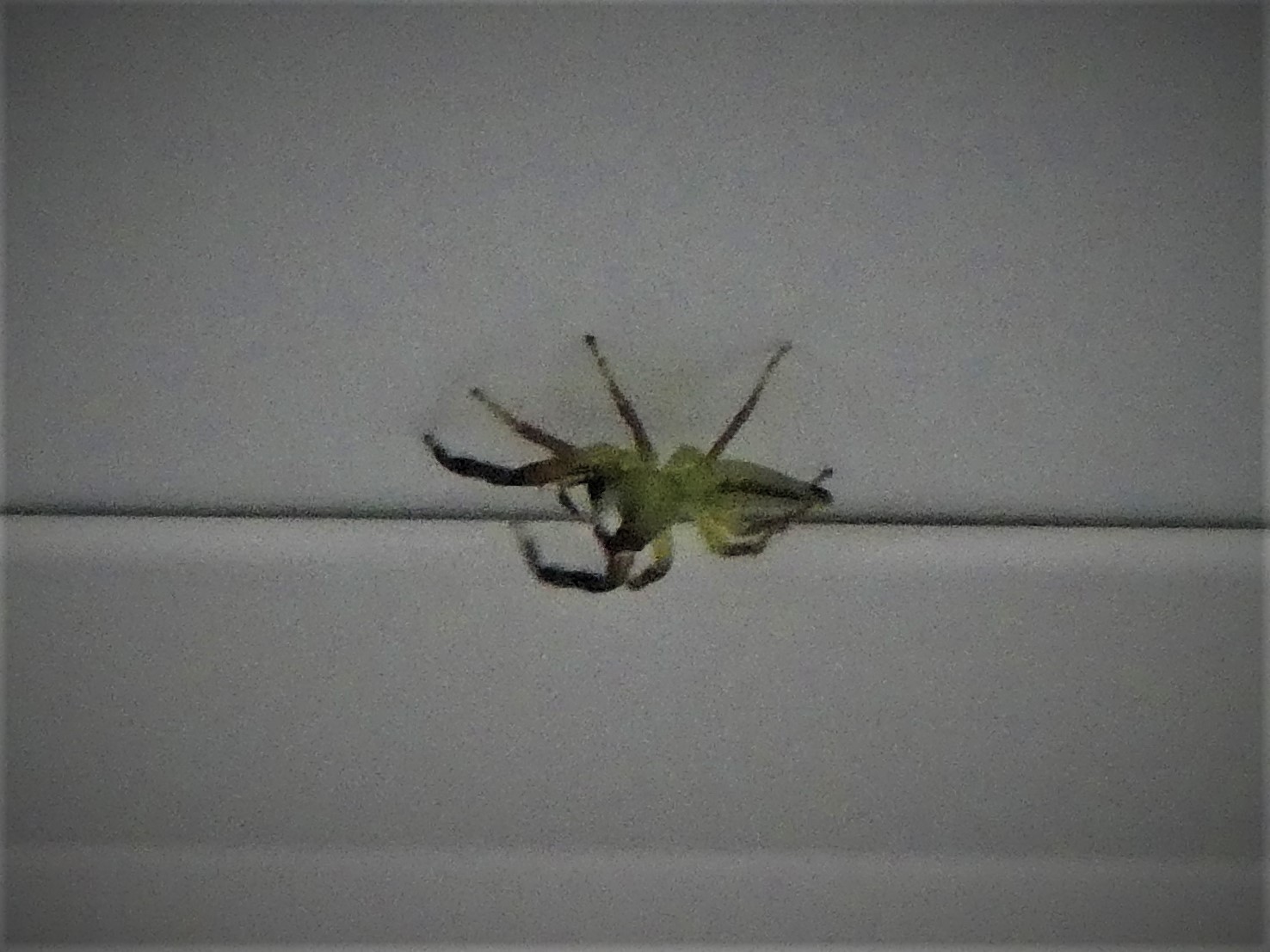 Leaving Boatworks for Sanctuary Cove | Morpheus of London